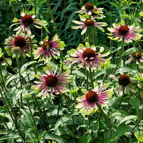 Planting And Care Instructions For Coneflower Seeds