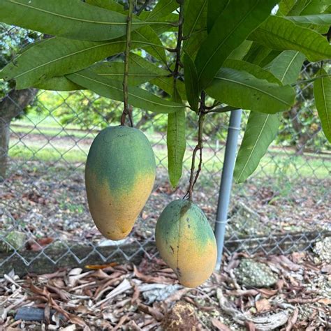 Dwarf Mango Trees Florida