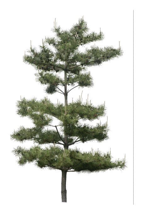 Tree ZIP CAD Drawing Designs CAD