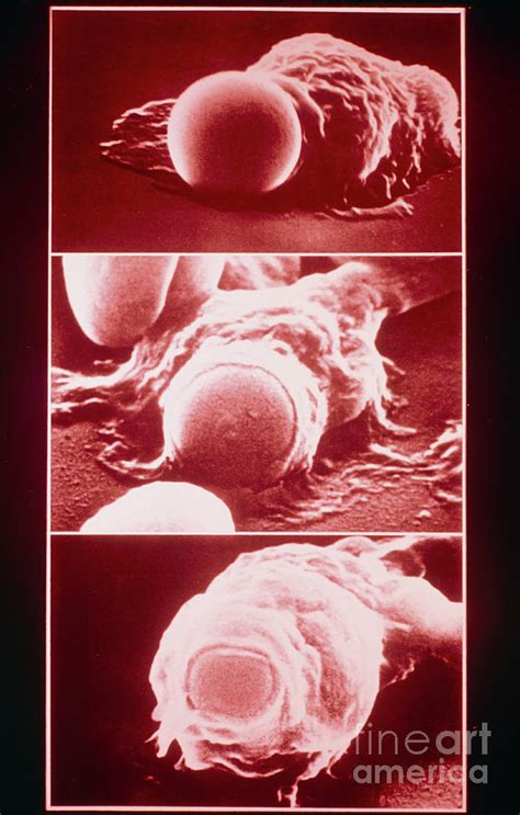 Sequence Of Sems Macrophage Engulfing Erythrocyte Photograph By Prof