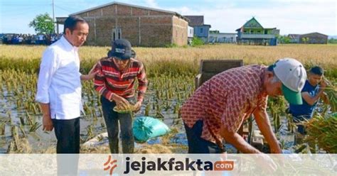 Petani Beras Indonesia Masih Miskin Menurut 64 2 Responden Survei
