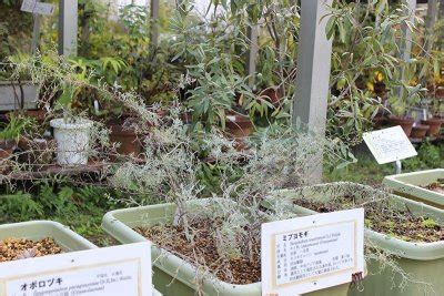 ミブヨモギ 熊本大学薬学部薬用植物園 薬草データベース