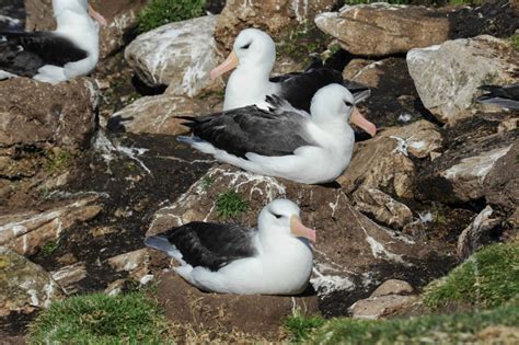 Black Browed Albatross Facts Pictures And More About Black Browed