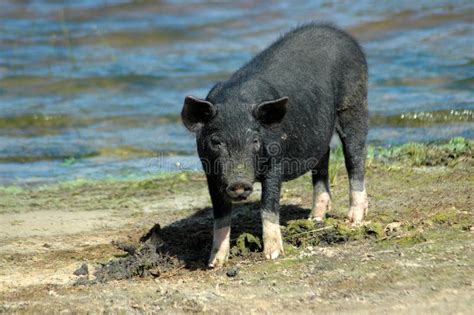 Kissing Pigs Stock Photo Image Of Swine Outdoor Kissing
