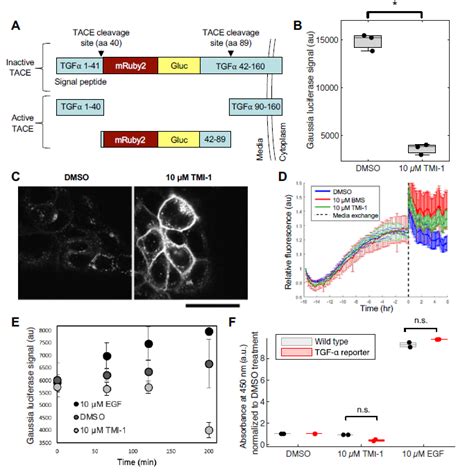 A New Tgf α Shedding Biosensor Measures Tace Shedding Activity A Download Scientific Diagram