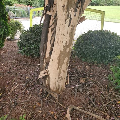 Crepe Myrtles Bark Is Peeling And Has Lots Of White Dots Rlandscaping