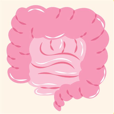 소화 기관의 종류와 기능 및 구조입 식도 위 작은창자 큰창자 항문