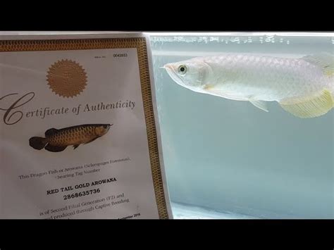 Red Tail Golden Arowana Certificate