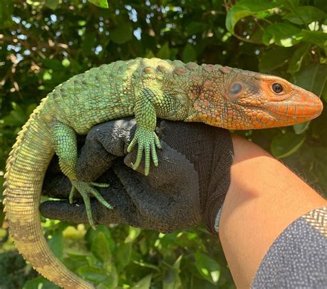 Caiman Lizard Learn About Nature