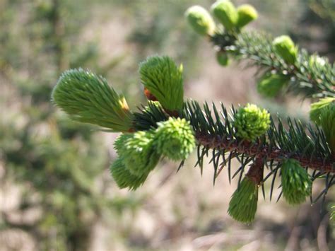 Rts Forestry On Linkedin 🌲 Rts Certification Group Leading The Way In