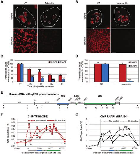Influence Of Triptolide On RNAP1 Transcription In Vivo A RNA FISH Download Scientific