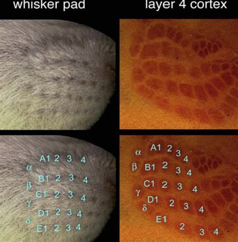 Whiskers And Barrels Flashcards Quizlet
