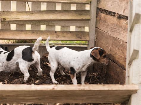 Pet Poop Composting Can Dog Feces Go In Compost Gardening Know How