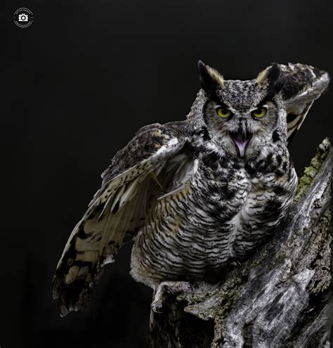 Gallery Masonry Wide Infinite Scroll Wildlifeadventuredphotography