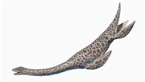 Plesiosaurus 3d Turbosquid 1664130