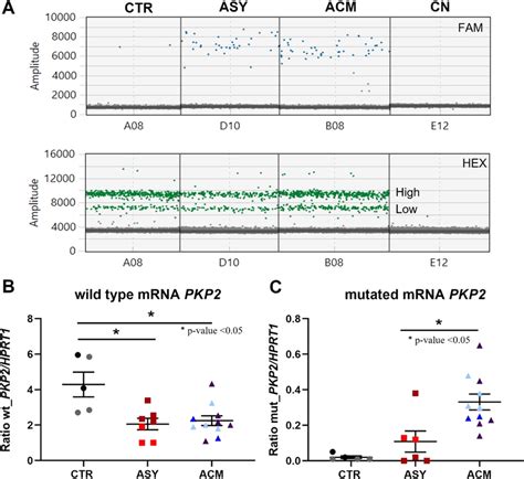 Analysis Of Wild Type Wt And Mutated Mut Pkp2 Mrna Expression In