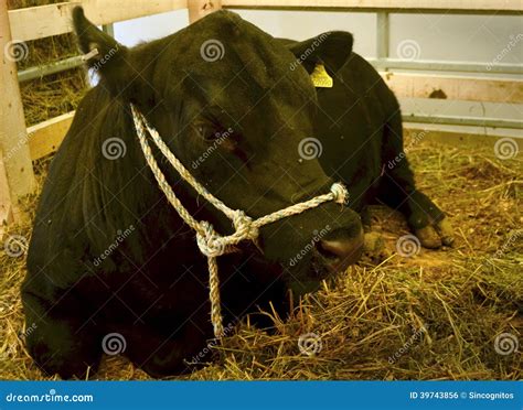 Grote Zwarte Stier In Een Stal Stock Foto Image Of Nave Etiket