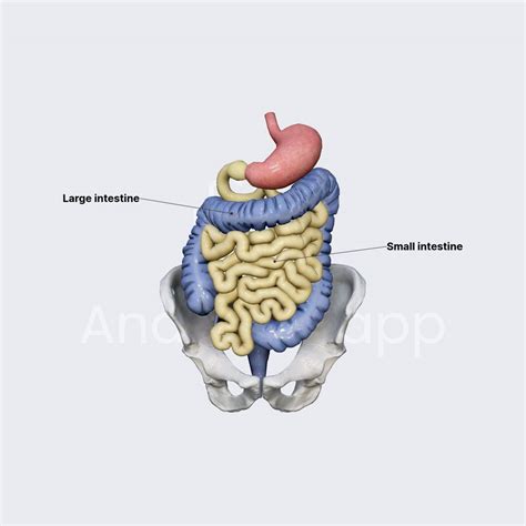 Small Intestine Anatomy App