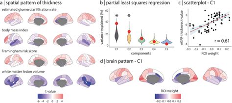 Regional Gene Expression Patterns Of The Egfr Thickness Association