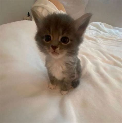 Создать мем кошка котенок милые котики маленькие котики Картинки