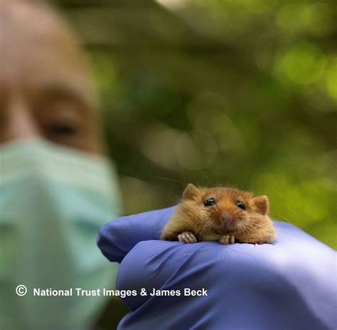 First Ever Reintroduction Of Rare Hazel Dormice Into The National Forest National Biodiversity