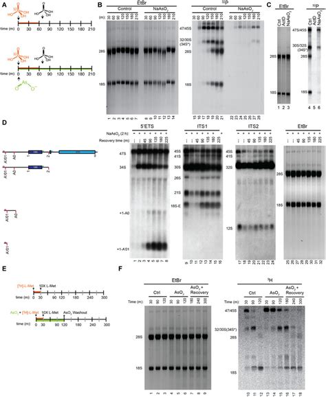 Stalled Rrna Processing Intermediates Are Utilized Following A Return Download Scientific