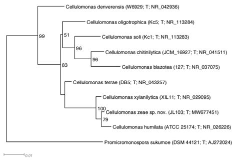 Phylogenetic S Tree Of Cellulomonas Zeae Sp Nov And Relatives