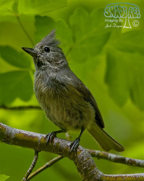 Juniper Titmouse Shadetreeimaging