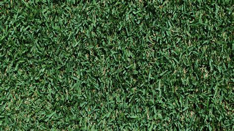 Zoysia And Bermuda Grass The Good The Bad And The Ugly Grass Pad