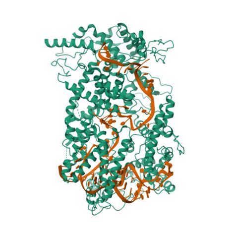 Rcsb Pdb Wcs Cryo Em Structure Of Cas H Crrna Binary Complex