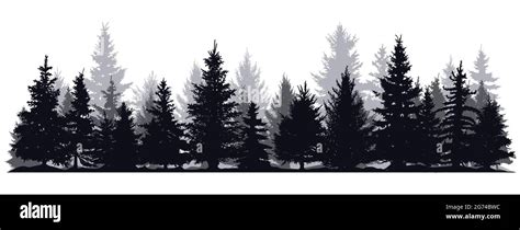 Pine Trees Silhouettes Evergreen Coniferous Forest Silhouette Nature