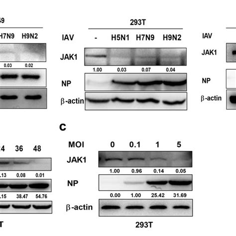 Ifn Induced Jak Stat Signaling Pathways Download Scientific Diagram