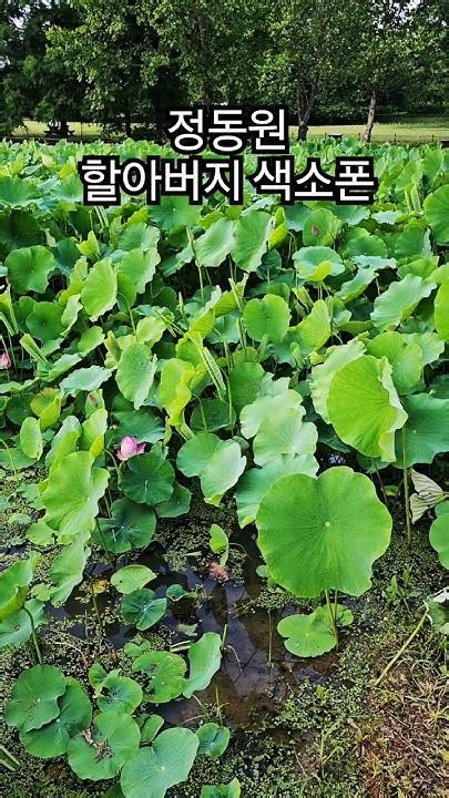 정동원 할아버지색소폰 7080인기가요 트로트 사랑의콜센타 우주총동원 미스터트롯 Youtube