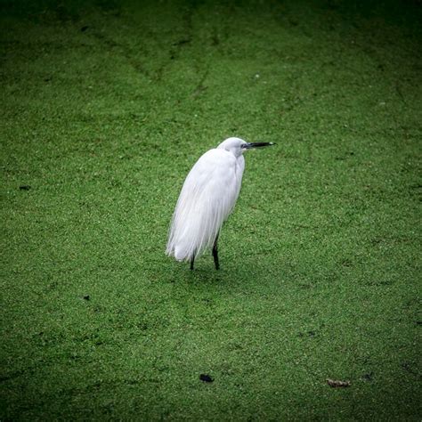 Premium Photo Bird On Grass