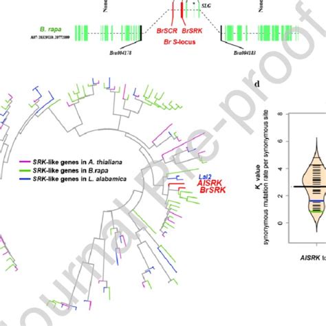 Scenarios Of S Locus Evolution And The Br S Locus Derived From The