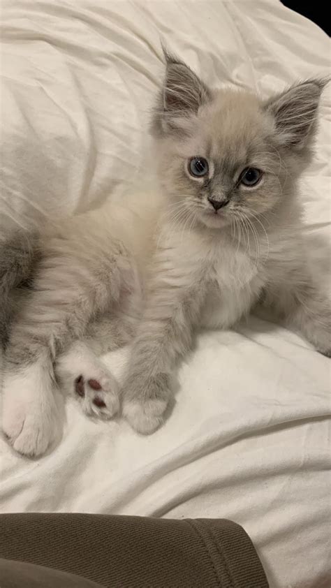 50 Times Cats Made Their Owners Laugh And They Just Had To Share Pics