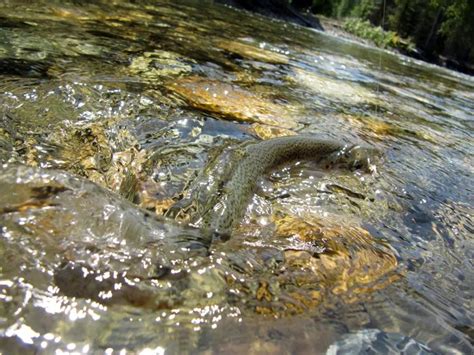 5 Reasons Small Stream Trout Are Kickass Dryft™ Fishing Waders