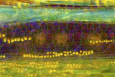 Nettle Stalk Light Micrograph Stock Image C057 8068 Science Photo Library