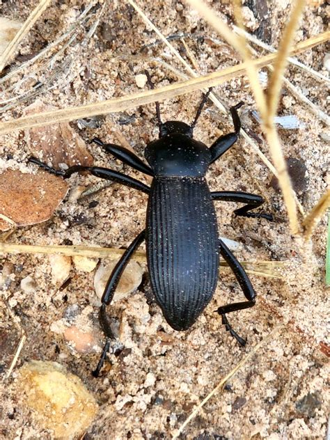 Desert Stink Beetles From Mountain Springs NV USA On August At PM By