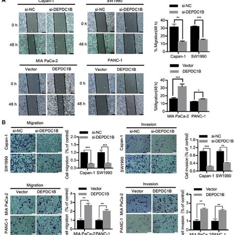Depdc1b Promotes Pdac Cell Migration And Invasion A Wound Healing