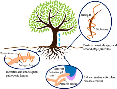 Green Soil Trichoderma Harzianum G8 Bio Fertilizer And Bio Fungicide