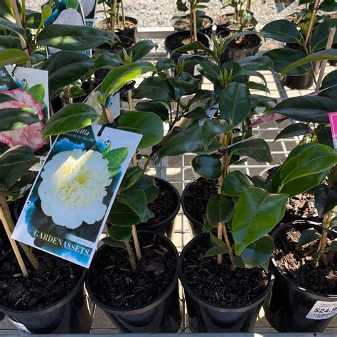Camellia Japonica Brushfields Yellow 140mm Exotic Botanic