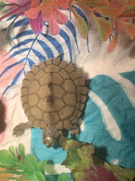 Hello Could You Help Me Identify The Specific Species R Turtle