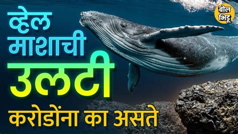 पुण्यात ५ कोटींच्या Whale Fish उलटीची तस्करी करणाऱ्याला अटक व्हेल