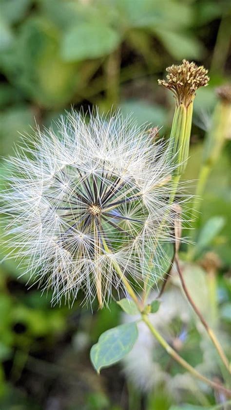 The Beutiful Grass Dandelion Of White Stock Image Image Of Dandelion