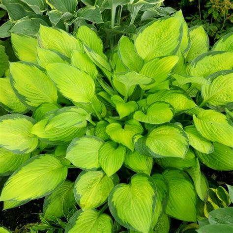 Hosta Bulbs For Planting Perennialhosta Plants Bulbshosta Plants Outdoorbeautify Environment