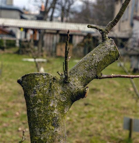 Improper Pruning Of Trees Using Heading Cuts Stock Image Image Of Gardening Effect 241969575