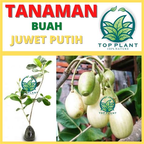 Jual Tanaman Buah Juwet Putih Syzygium Cumini Bibit Tanaman Hidup