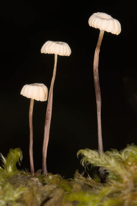Mushroom Close Up Nature Free Photo On Pixabay Pixabay