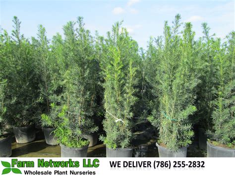 Podocarpus Maki Podocarpus Hedge Podocarpus Plants Podocarpus For